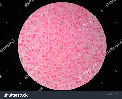 Cross Sections Plant Root Under Microscope库存照片 Shutterstock
