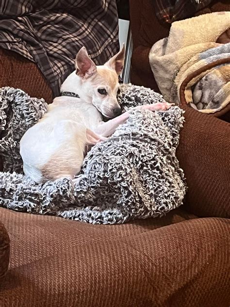 Little Cuddle Bug Rratterriers
