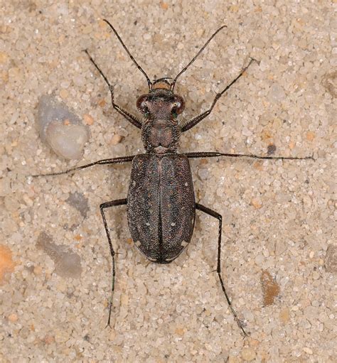 Cicindela Punctulata Punctulata Bioquipbugs