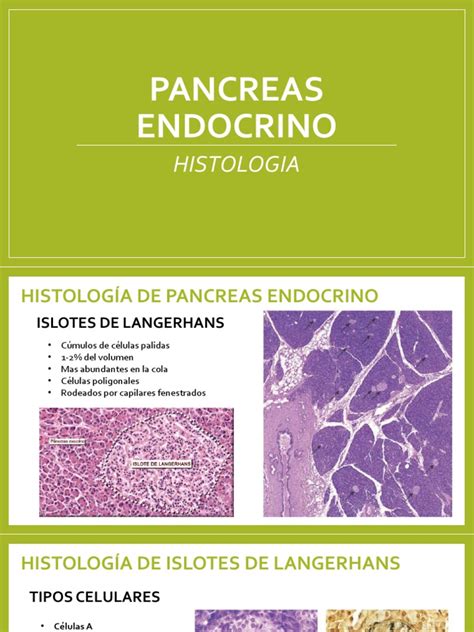 Histología Del Páncreas Células Alfa