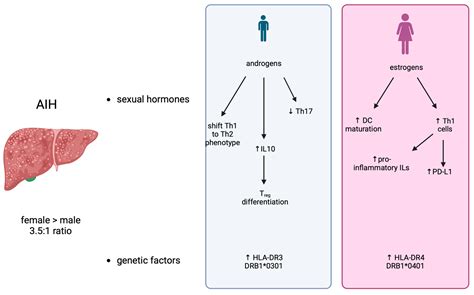 Are Gender Differences Important For Autoimmune Liver Diseases