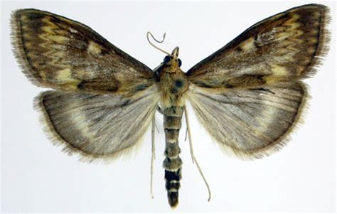 Ostrinia Alchetron The Free Social Encyclopedia