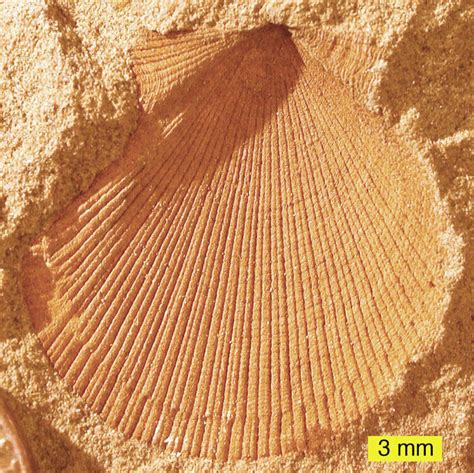 The Most Common Types Of Fossils — Finding Ancient Life Reserved In Rock