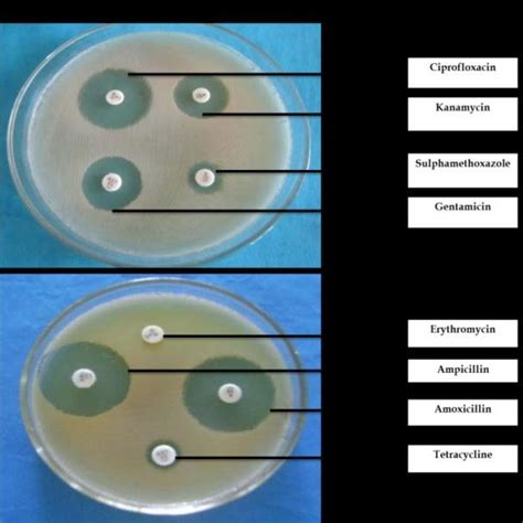 Antibiotic Sensitivity Pattern Of P Multocida Download Scientific Diagram