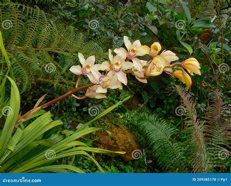 Details 300 Orquídeas De La Selva Abzlocalmx