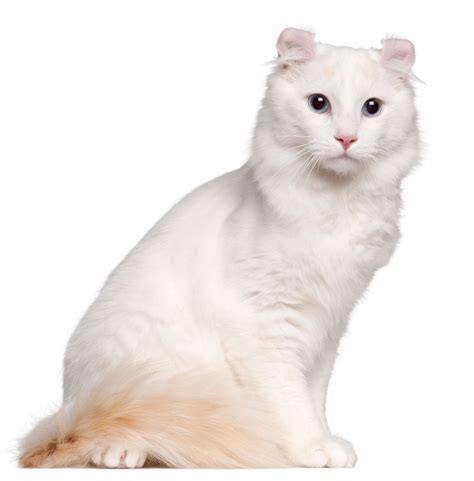 American Curl Cat