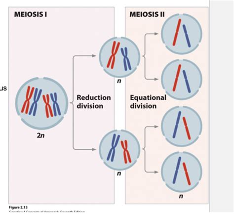 Chapter 2 Genetics Flashcards Quizlet