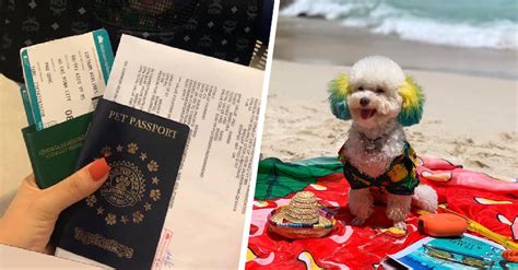 Perro viaja a playa en avión para unas merecidas vacaciones