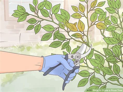 How To Prune A Ficus Tree With Pictures Wikihow