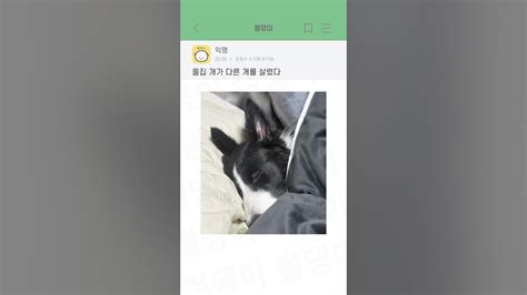 다른 개를 살린 보더콜리 Youtube