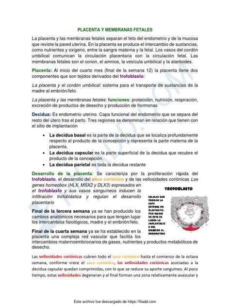 Placenta Y Membranas Fetales Pdf Placenta Feto