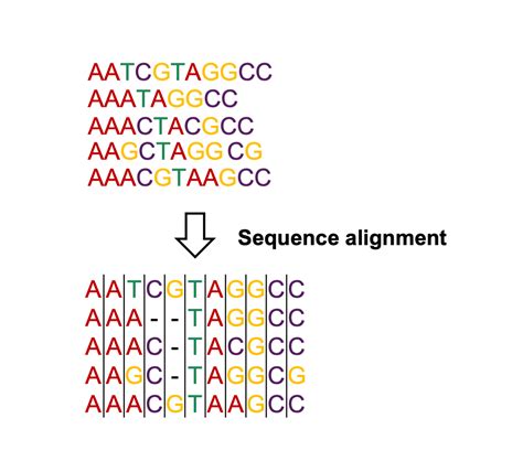 15 Phylogenomics Introduction To Ancient Metagenomics