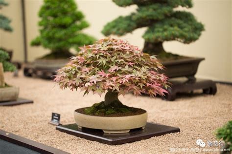 枫树丛林盆景丛林盆景过桥丛林盆景大山谷图库