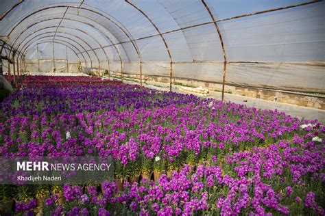 همشهری آنلاین تصاویر نرم نرمک میرسد اینک بهار؛ گل شب بو پیام آوار