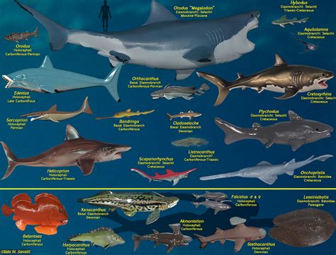 Extinct Shark Species