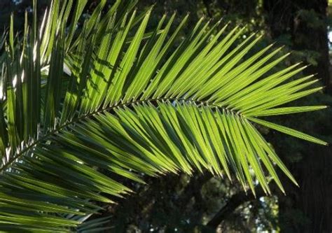 Palm Grove Upper View Figure 3 Ringworm Of Palm Tree Download
