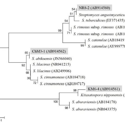 This Phylogenetic Tree Illustrates The Relationships Of The