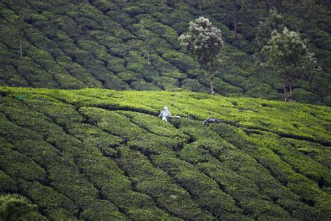 Best Time To Visit South India India