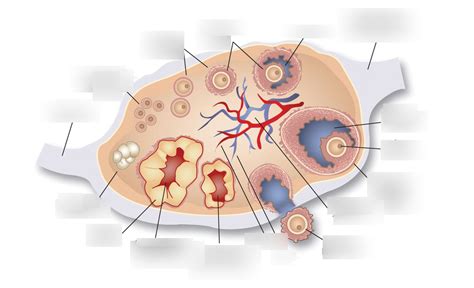 Diagram Of An Ovary Diagram Quizlet