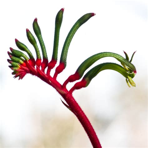 Mangless Kangaroo Paw Anigozanthos Manglesii Plant Care And How To