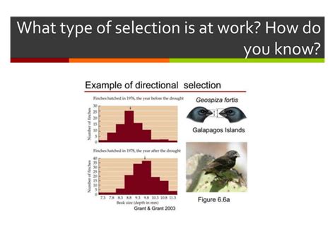 Ap Biology Modes Of Selection Lesson Ppt
