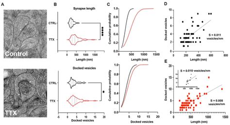 Electron Microscopy Images Show Enlarged Synapses With More Docked Download Scientific Diagram