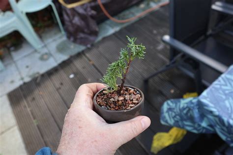 Propagating Juniper Plant Addicts
