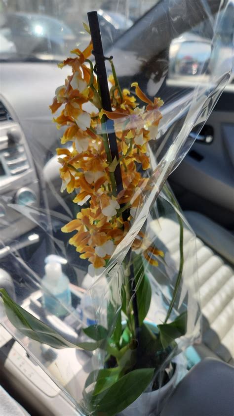 Another One From Trader Joe S R Orchids