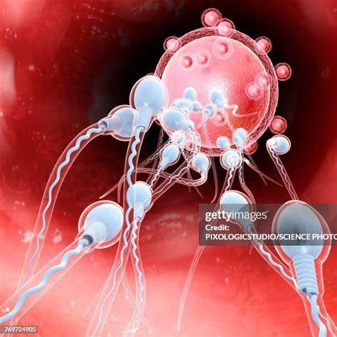 105 Reproductive System Male Female High Res Illustrations Getty Images
