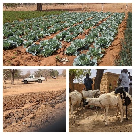 Burkina Offensive agro sylvo pastorale La FAO engagée aux côtés du