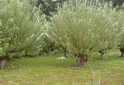 Купить Ива прутовидная (Salix viminalis) - в питомнике Флорини