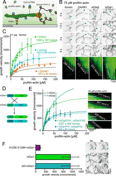 Figures And Data In Profilin And Formin Constitute A Pacemaker System For Robust Actin Filament