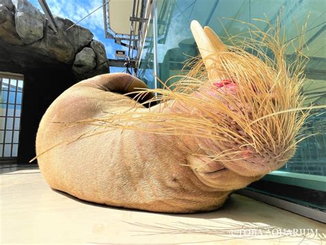 鳥羽水族館（toba Aquarium） On Twitter 黄金色の毛並み。 皆さんこんにちは、ともちゃんです。 台風一過で日中は