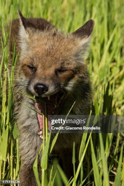 Fox Yawn Photos And Premium High Res Pictures Getty Images