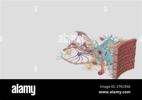 Nerve Cells And Glial Cells Stock Videos And Footage Hd And 4k Video