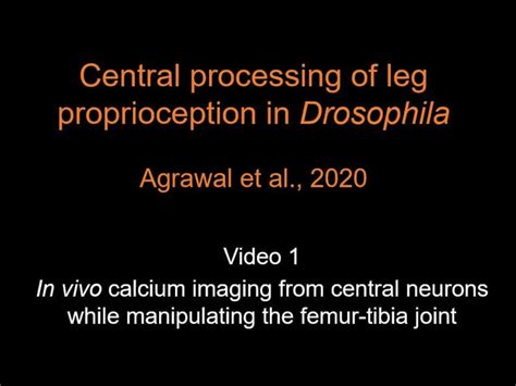 Figures And Data In Central Processing Of Leg Proprioception In