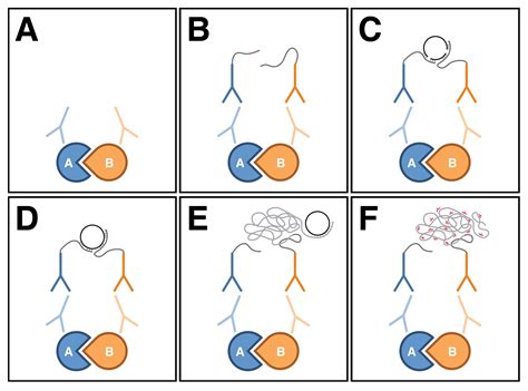 Detection Of In Situ Protein Protein Complexes At The Drosophila Larval Neuromuscular Junction