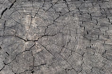 Premium Photo Tree Rings Old Weathered Wood Texture With The Cross