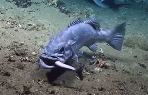 Video Un Tiburón Es Devorado Por Un Enorme Pez Róbalo Contexto Tucuman