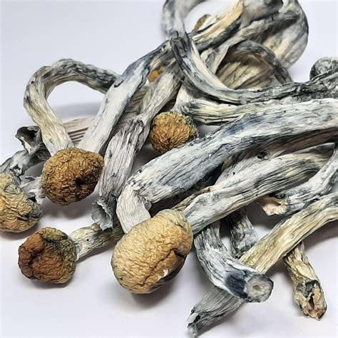 Penis Envy Magic Mushrooms Highclub
