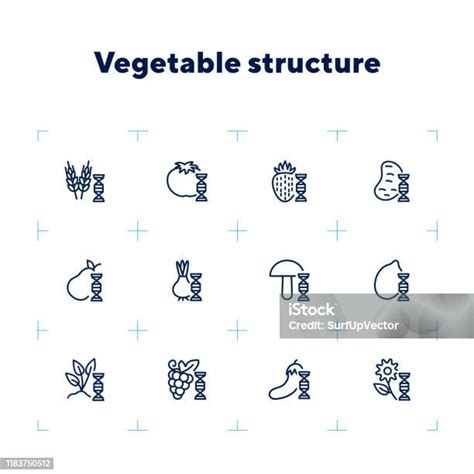 蔬菜結構線圖示集向量圖形及更多互聯網圖片 互聯網 剪裁圖 商品 Istock