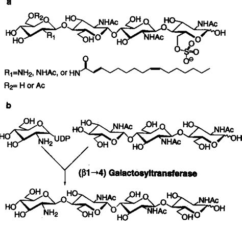 Figure From Biosynthesis Of Rhizobium Meliloti Lipooligosaccharide