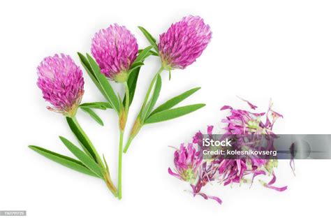 흰색 배경에 고립 된 잎과 줄기 클로즈업과 빨간 클로버클로버의 꽃 맨 위 보기 0명에 대한 스톡 사진 및 기타 이미지 0명 3가지 개체 개화기 Istock