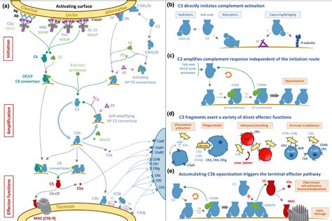Antibody‐mediated Complement Activation In Pathology And Protection