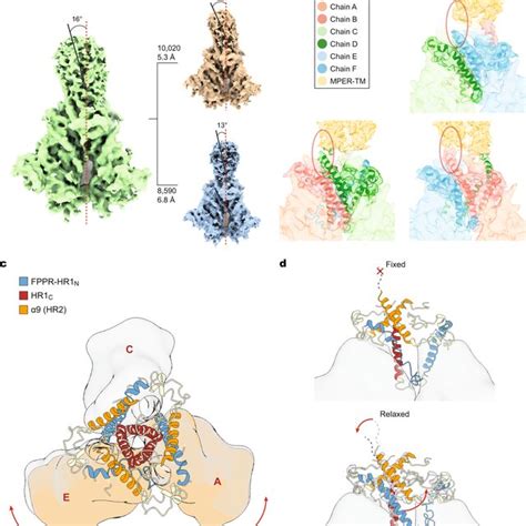 Env Trimer Tilting And Env Ectodomain Conformation A The Cryo Em