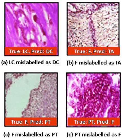 Test Samples That Were Mislabelled By Xception Model Download