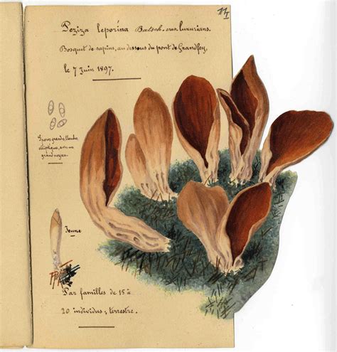 Louis Ruffieux Société Fribourgeoise de Mycologie Fribourg