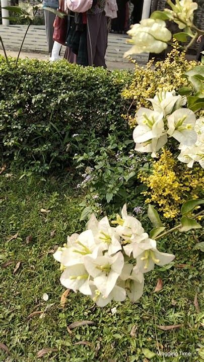 Enjoy Nataral View 🙂🙂 Youtube