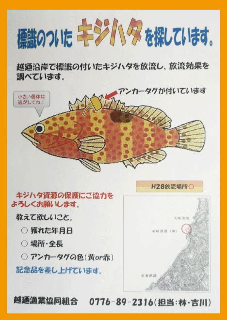 キジハタ釣れたらご連絡を！andサクラマス解禁イベント！ 釣具買取【ファーストワン】
