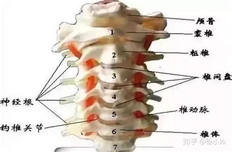 肩颈要常疏通等堵了就晚了 知乎